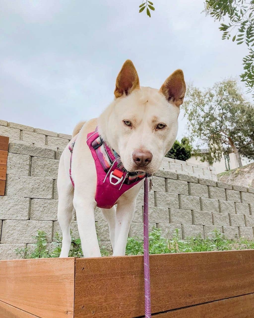 Chow Chow Mixes: 28 Different Chow Hybrids (With Pictures)