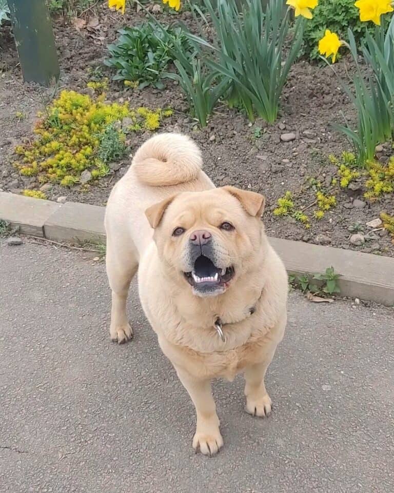 Chow Chow Mixes: 28 Different Chow Hybrids (With Pictures)