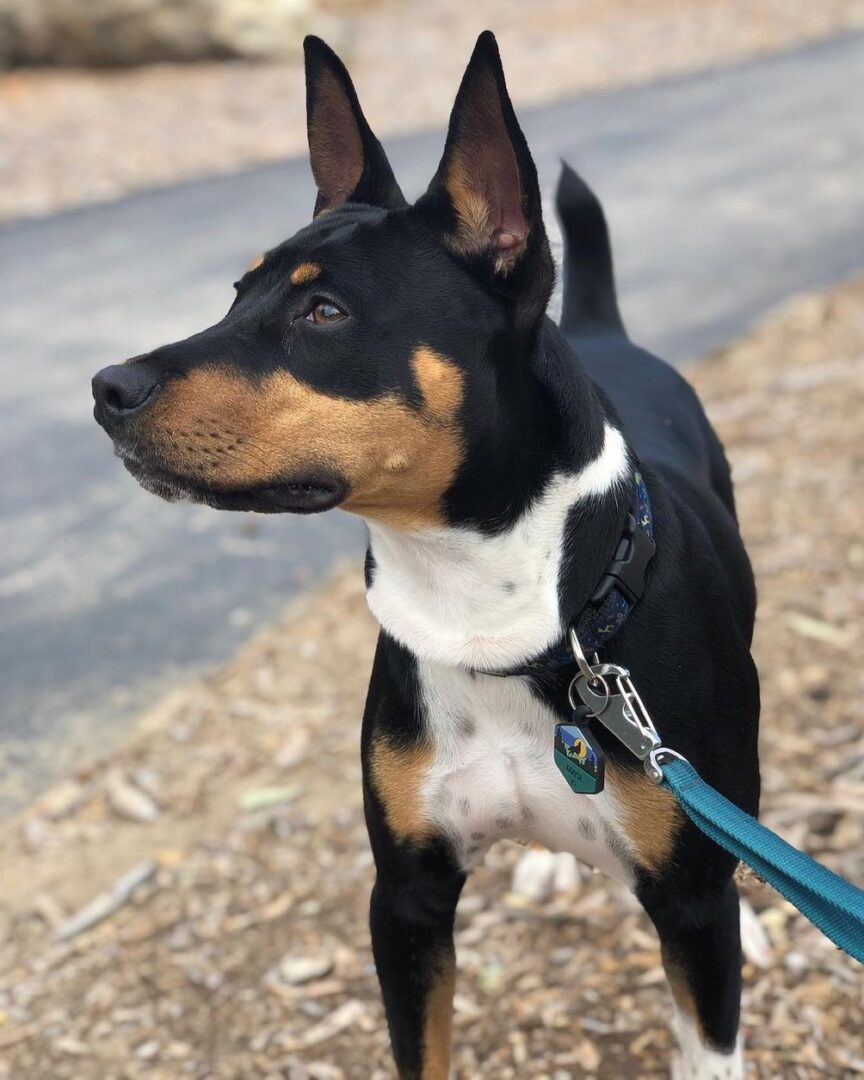 Decker Rat Terrier | Breed Information, Pictures, Facts & FAQs