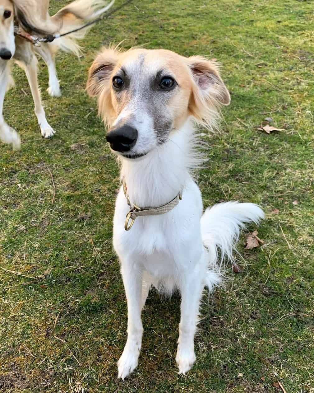 Longhaired Whippet (Silken Windsprite): Info, Pictures & Facts
