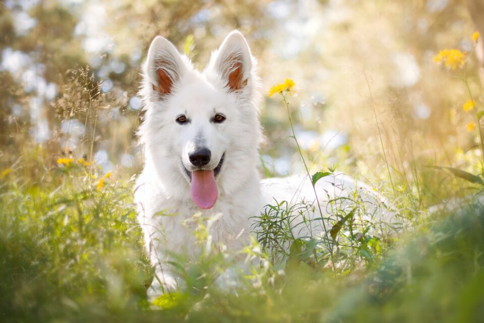 White Swiss Shepherd | Breed Information, Pictures & Facts