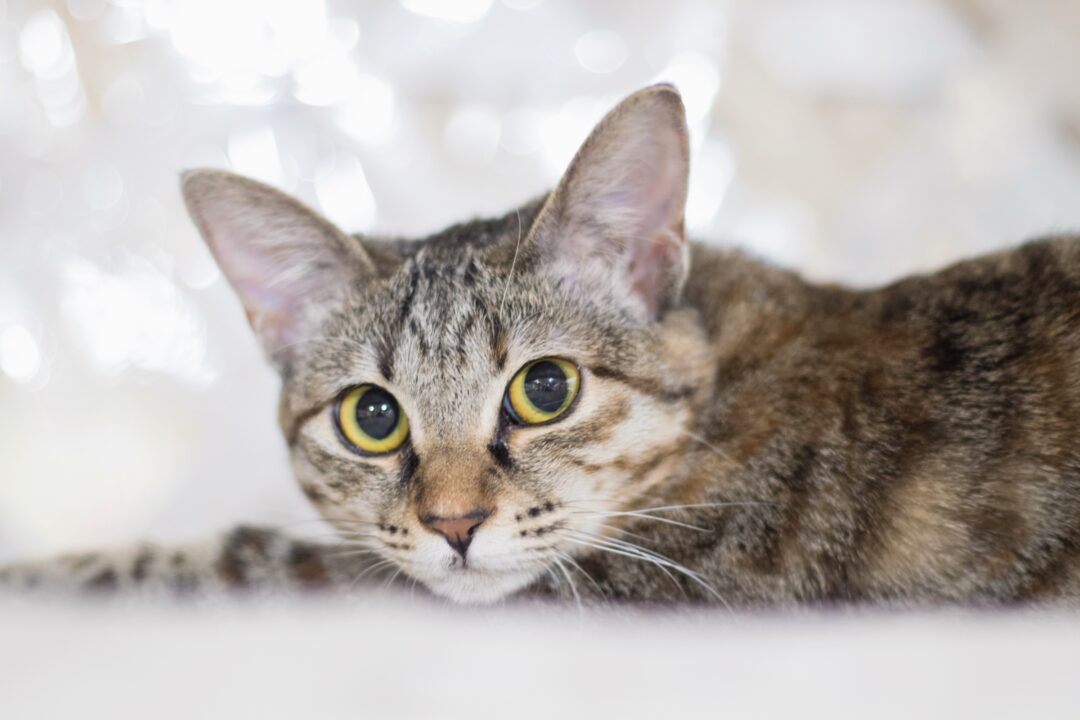 12 Awesome Cat Breeds With Big Noses (With Pictures)