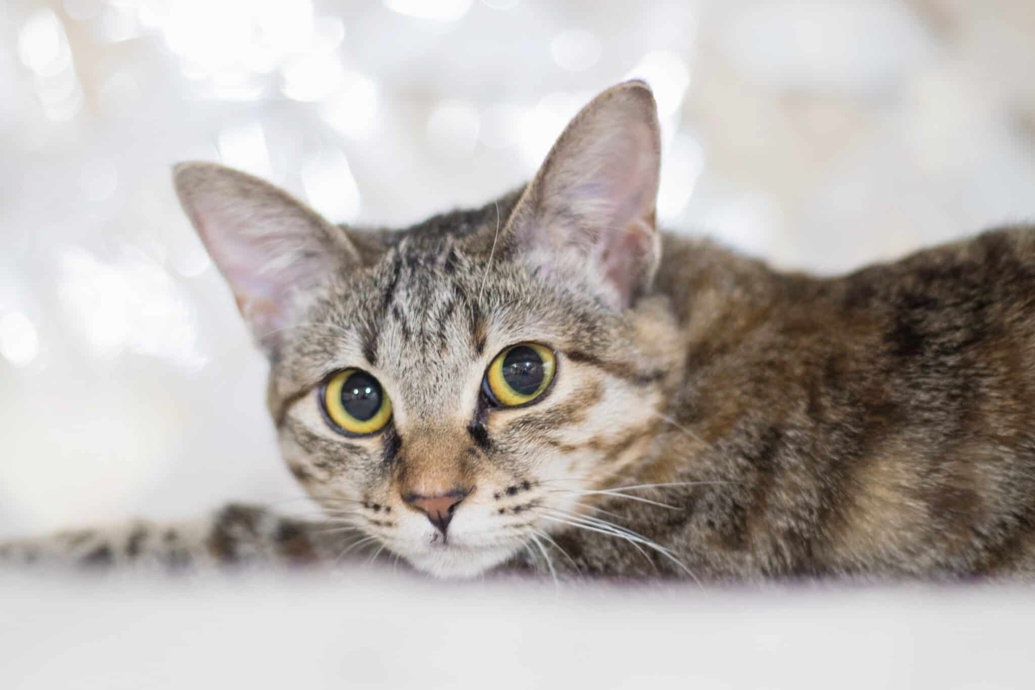 12 Awesome Cat Breeds With Big Noses (With Pictures)