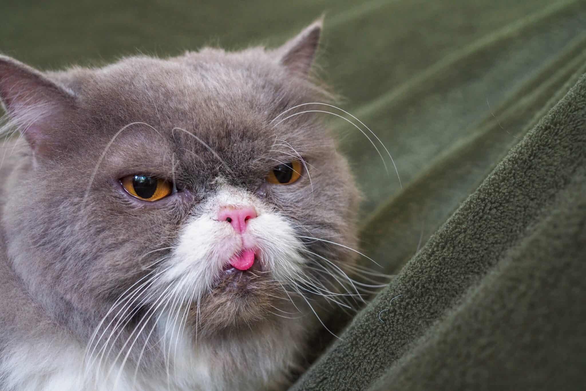 Inbred Cats: Signs, Problems, Lifespan & Facts