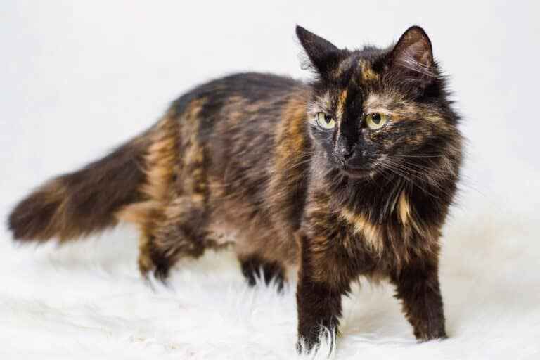 Long Hair Tortoiseshell Cat: Facts, Pictures, Genetics & FAQs