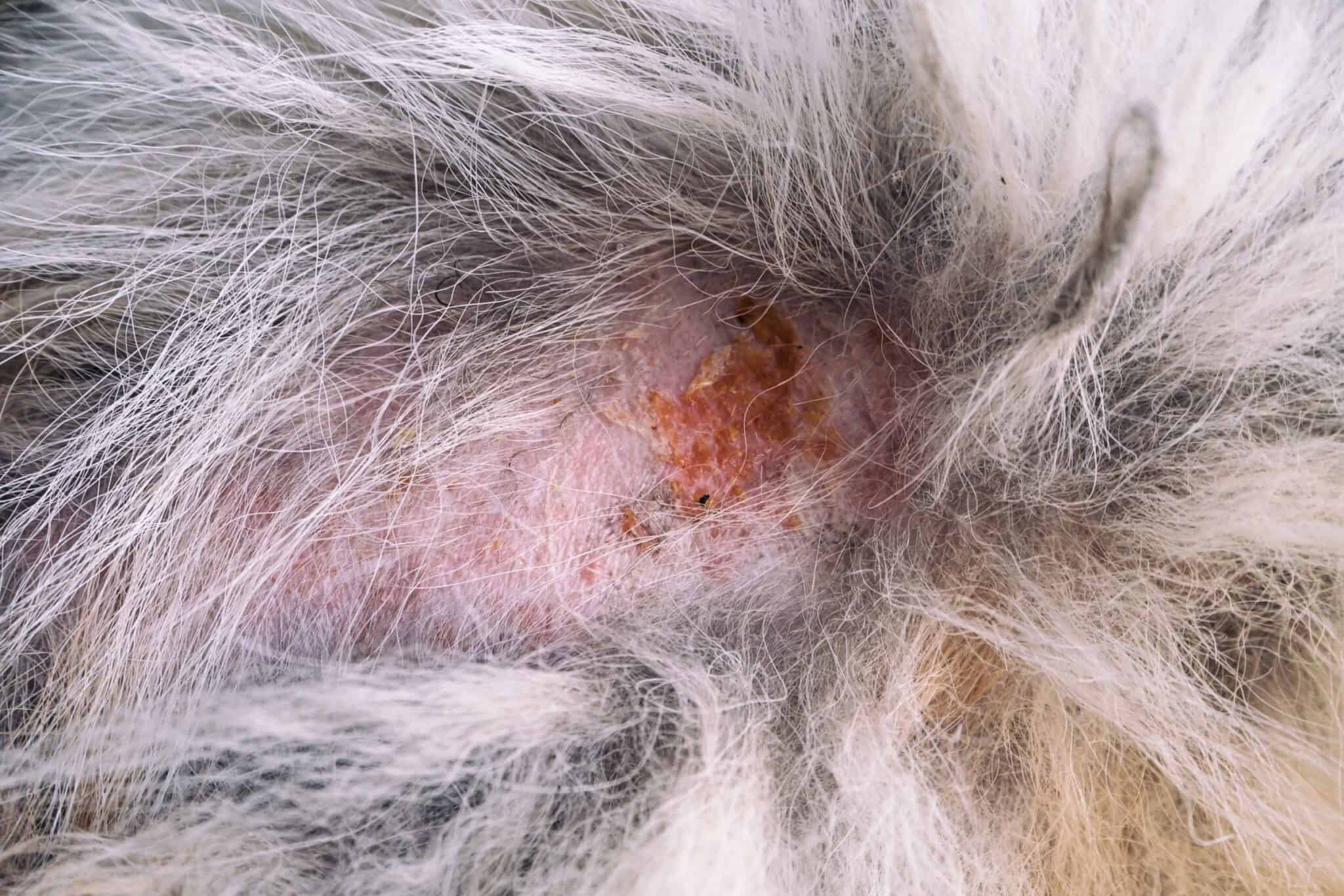 How to Identify and Treat Bug Bites on Dogs (With FAQs)