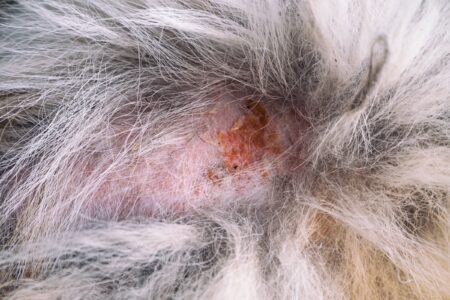 How to Identify and Treat Bug Bites on Dogs (With FAQs)