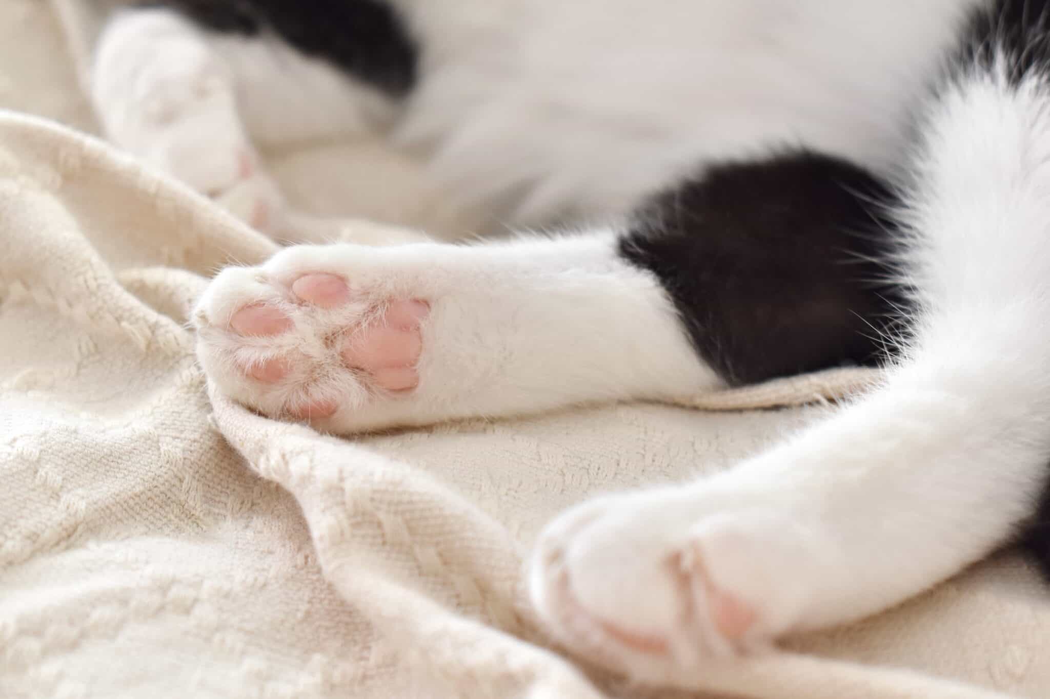 Cat Paw Anatomy, Facts, Care Guide, Pictures, FAQs & More