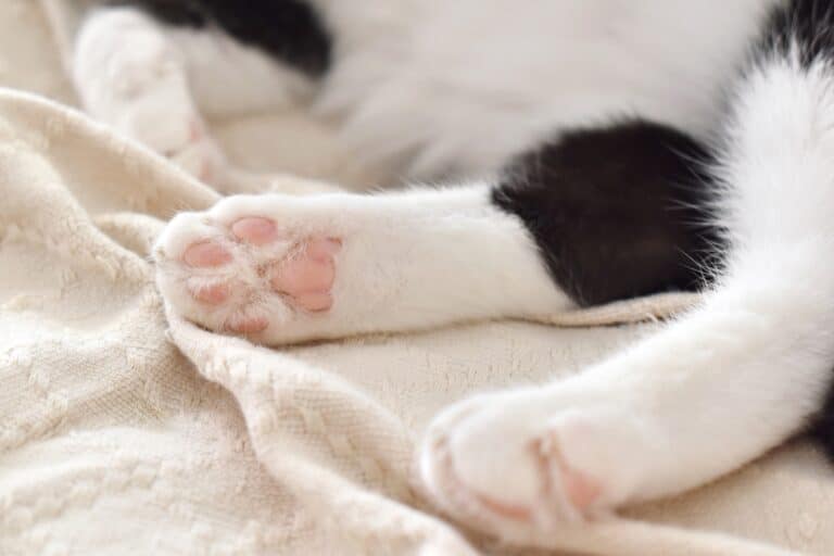 Cat Paw Anatomy, Facts, Care Guide, Pictures, FAQs & More