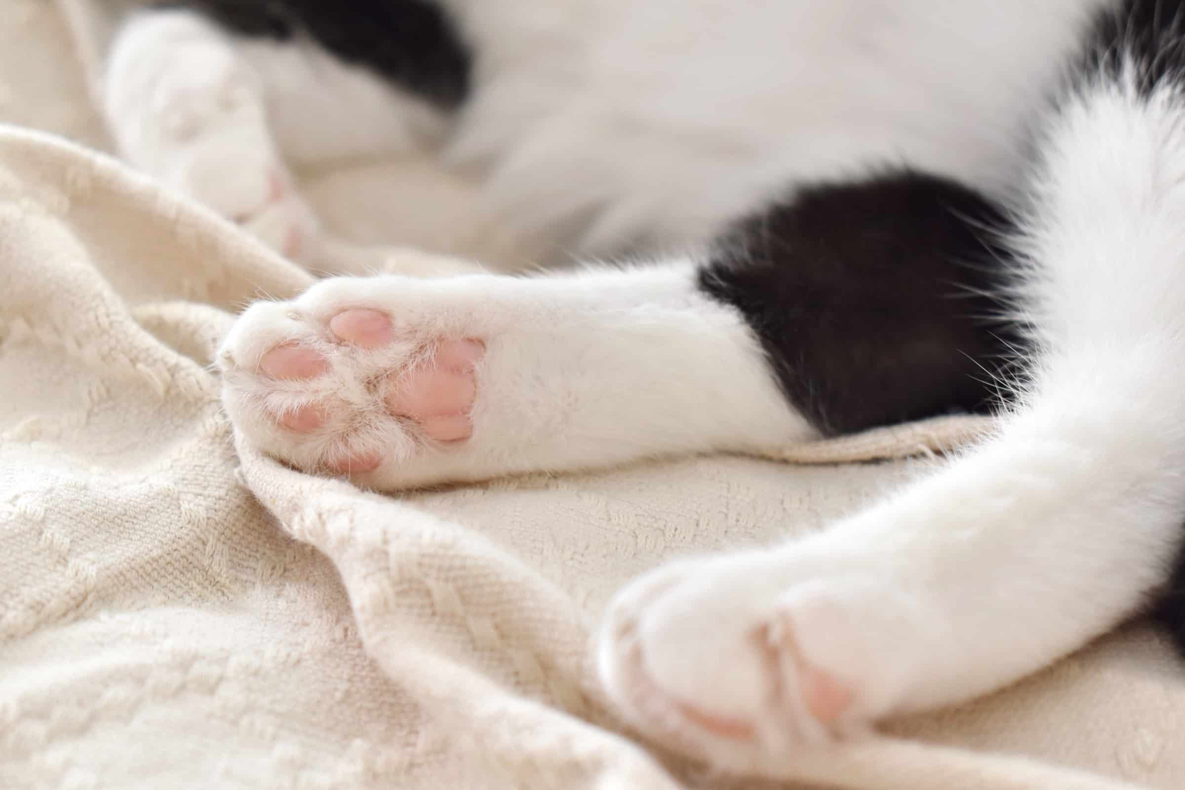 Cat Paw Anatomy, Facts, Care Guide, Pictures, FAQs & More
