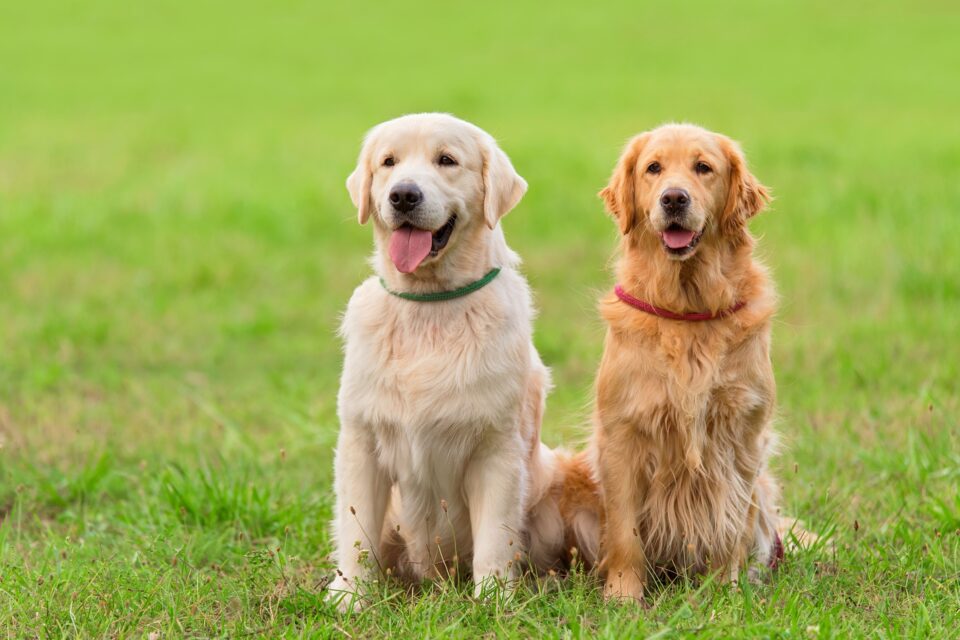 Long-Haired Golden Retriever: Everything You Need to Know