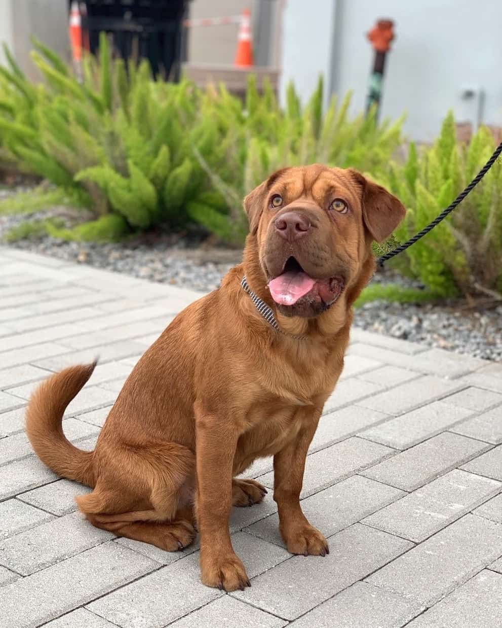 37 Interesting Shar-Pei Mixes You Must See (With Pictures)