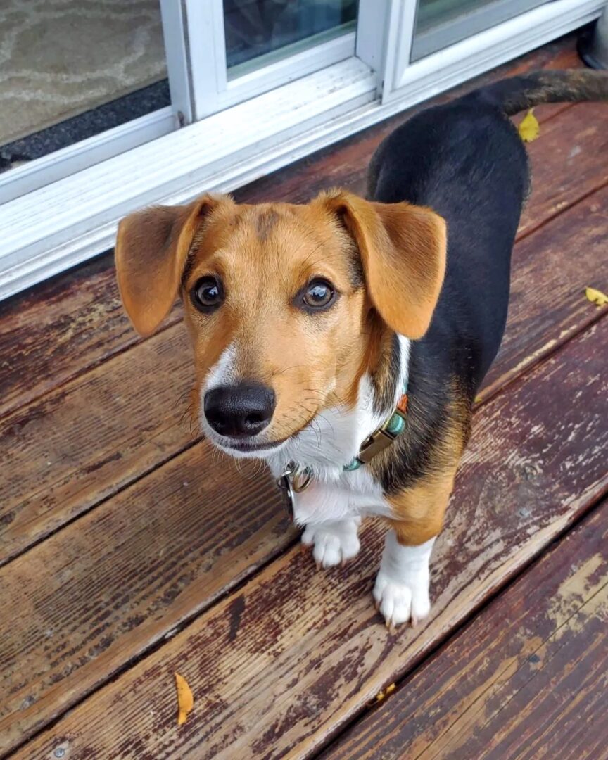 64 Cutest Corgi Mixes You'll Want to Adopt (With Pictures)
