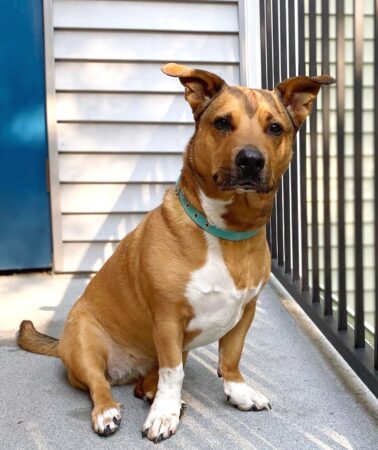 64 Cutest Corgi Mixes You'll Want to Adopt (With Pictures)