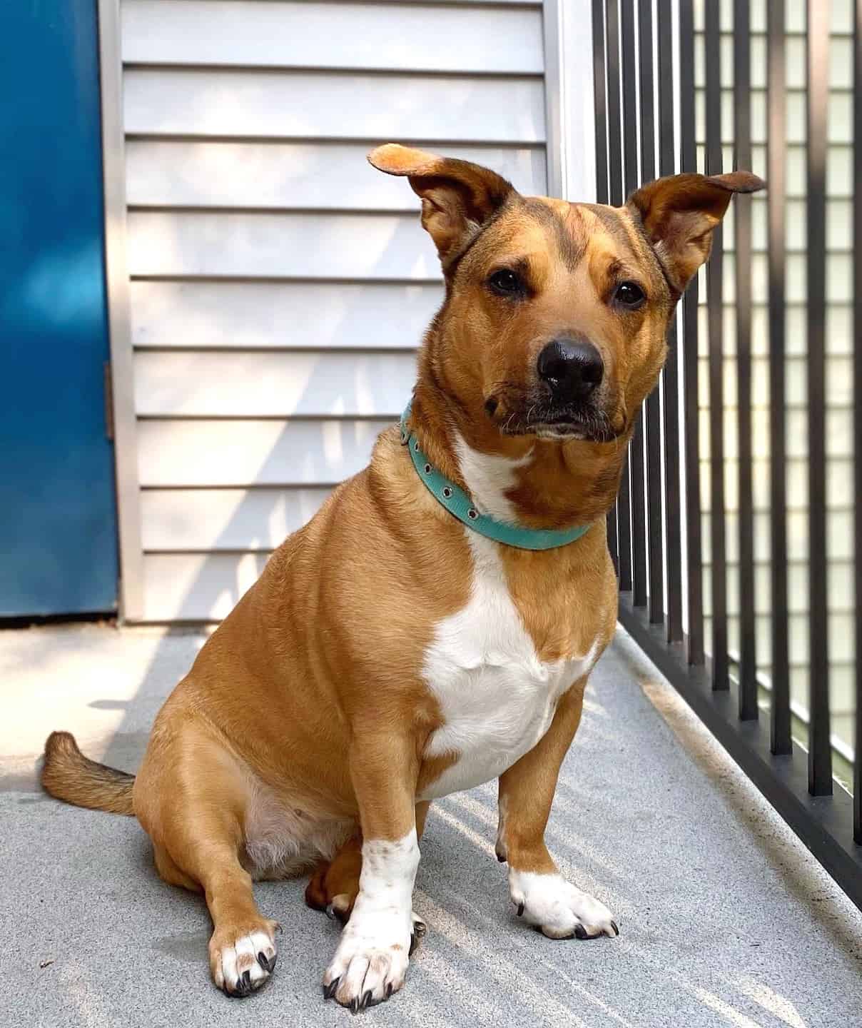 64 Cutest Corgi Mixes You'll Want to Adopt (With Pictures)