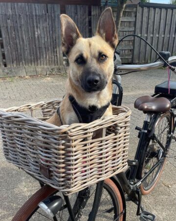 Belgian Malinois Mixes: 22 Unique Crossbreeds (With Pictures)