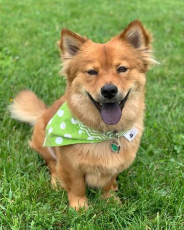 Chow Chow Mixes: 28 Different Chow Hybrids (With Pictures)