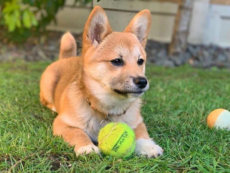 64 Cutest Corgi Mixes You'll Want to Adopt (With Pictures)