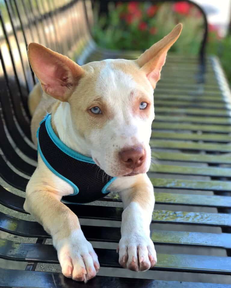 64 Cutest Corgi Mixes You'll Want to Adopt (With Pictures)