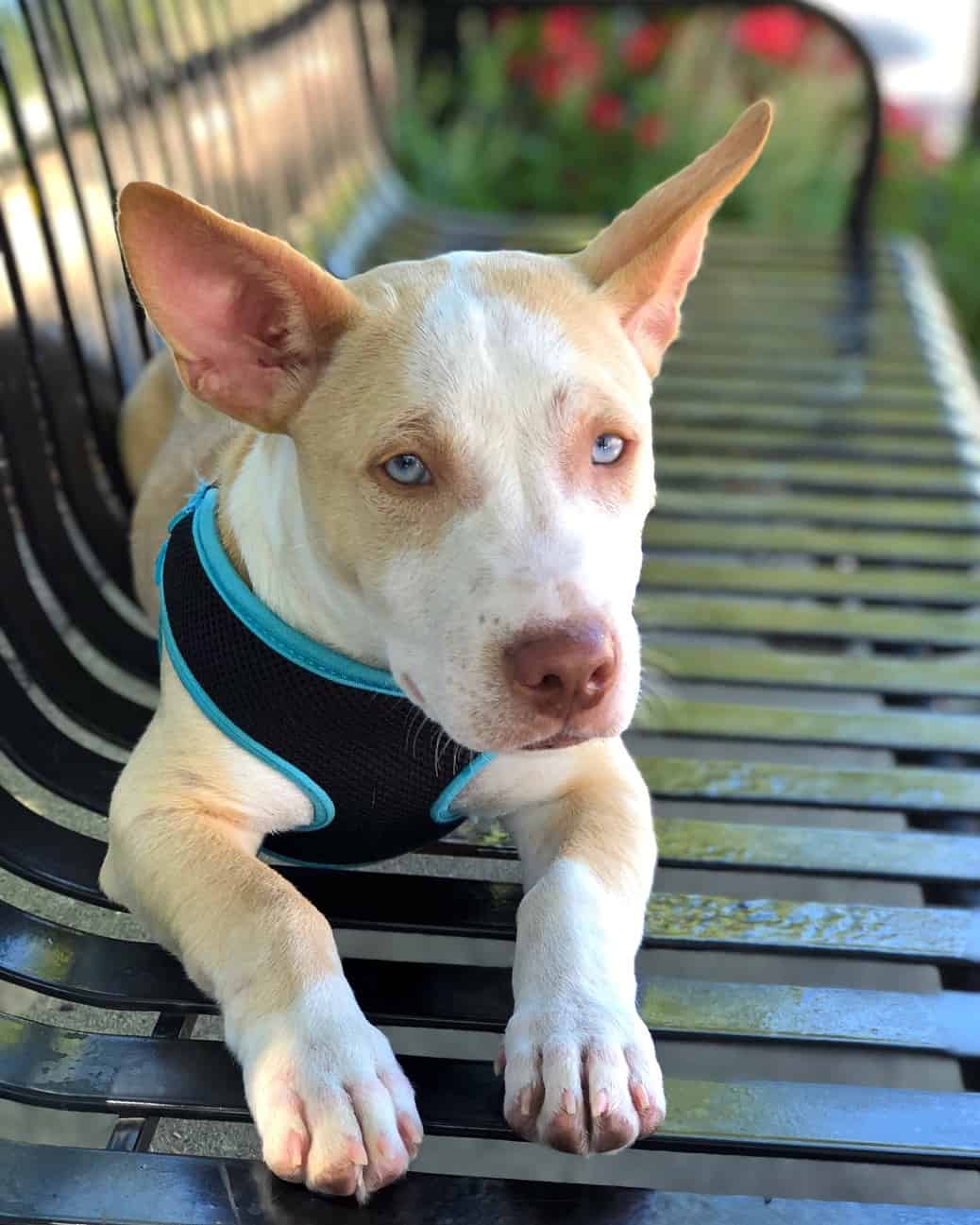 64 Cutest Corgi Mixes You'll Want to Adopt (With Pictures)