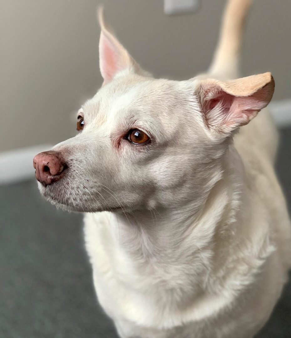 64 Cutest Corgi Mixes You'll Want to Adopt (With Pictures)