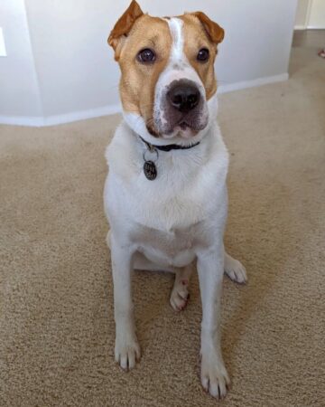 37 Interesting Shar-Pei Mixes You Must See (With Pictures)