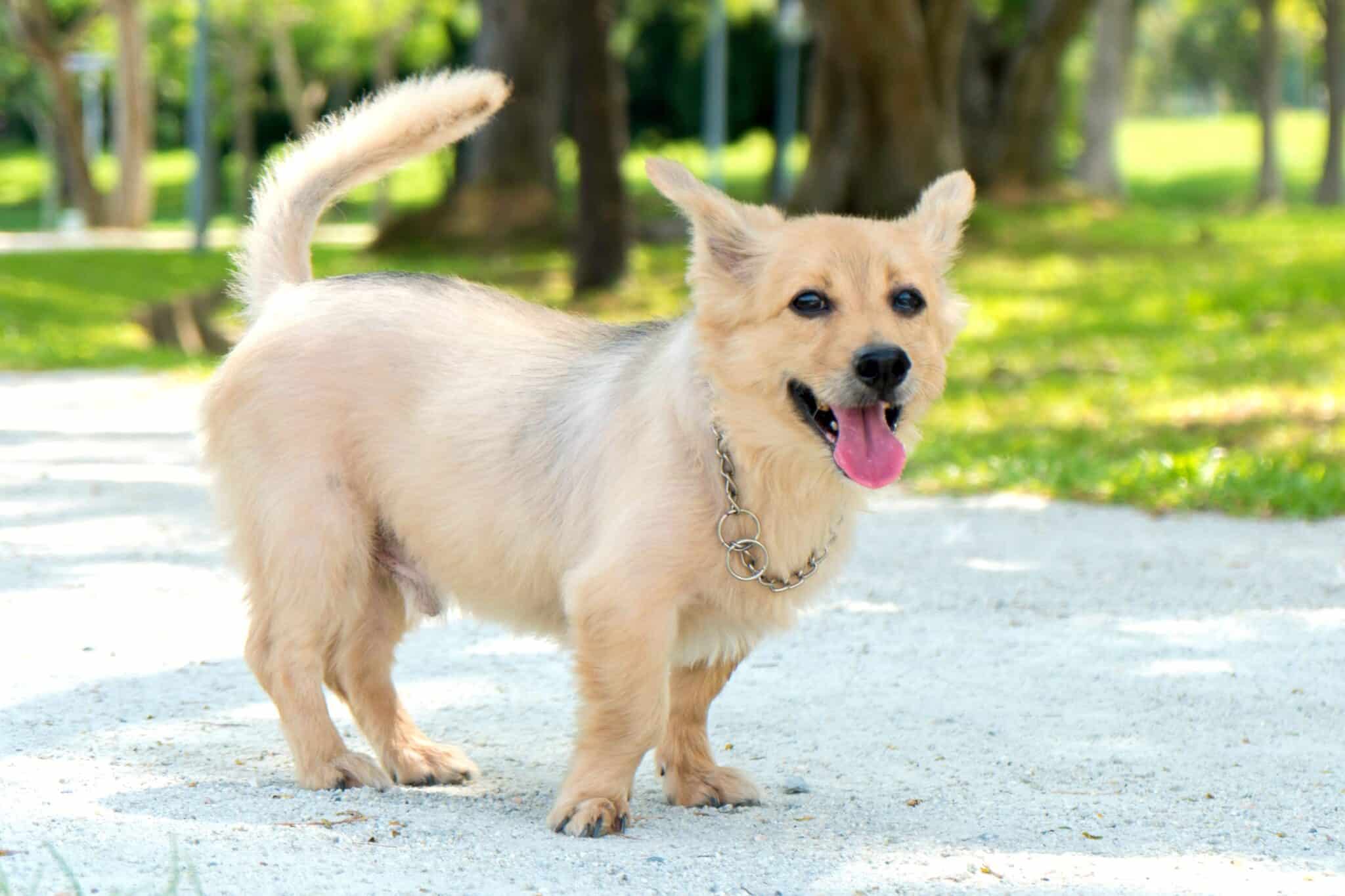 64 Cutest Corgi Mixes You ll Want To Adopt With Pictures 