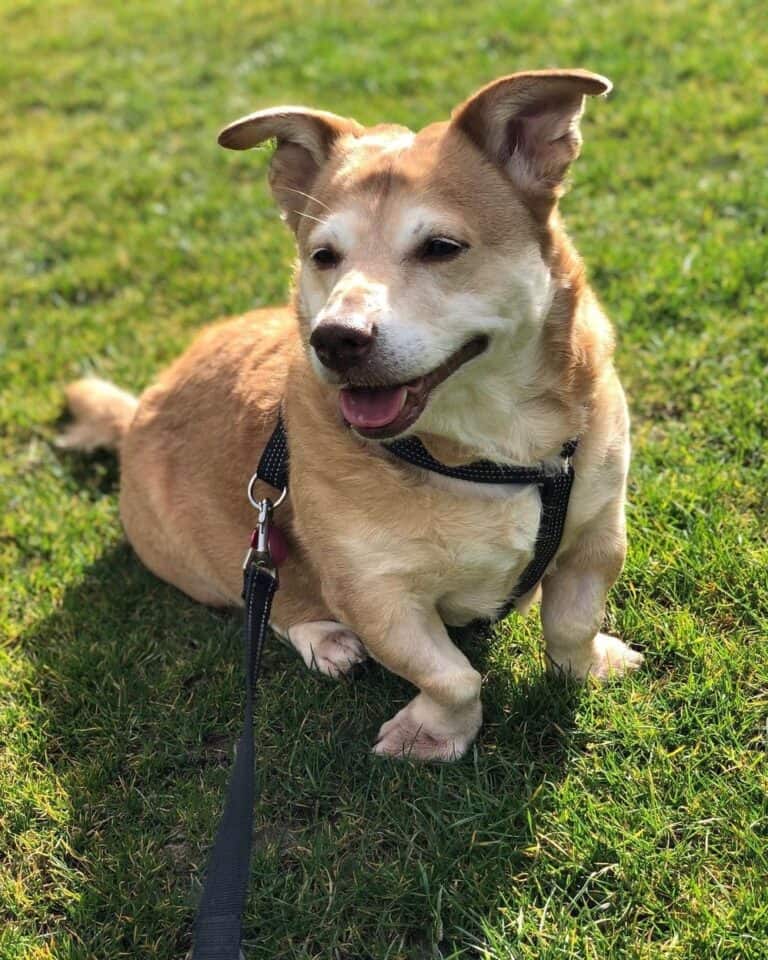 64 Cutest Corgi Mixes You'll Want to Adopt (With Pictures)