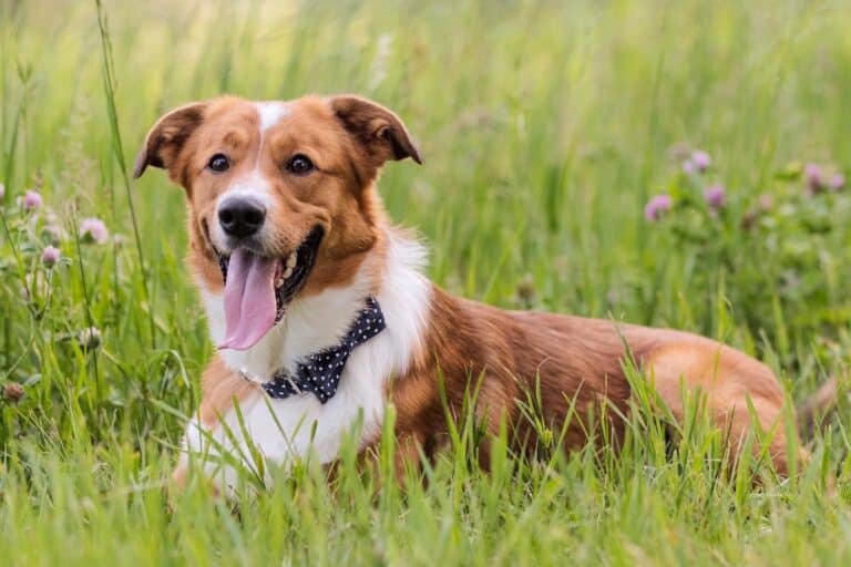 27 Beautiful Great Pyrenees Mixes (With Pictures) - Bubbly Pet