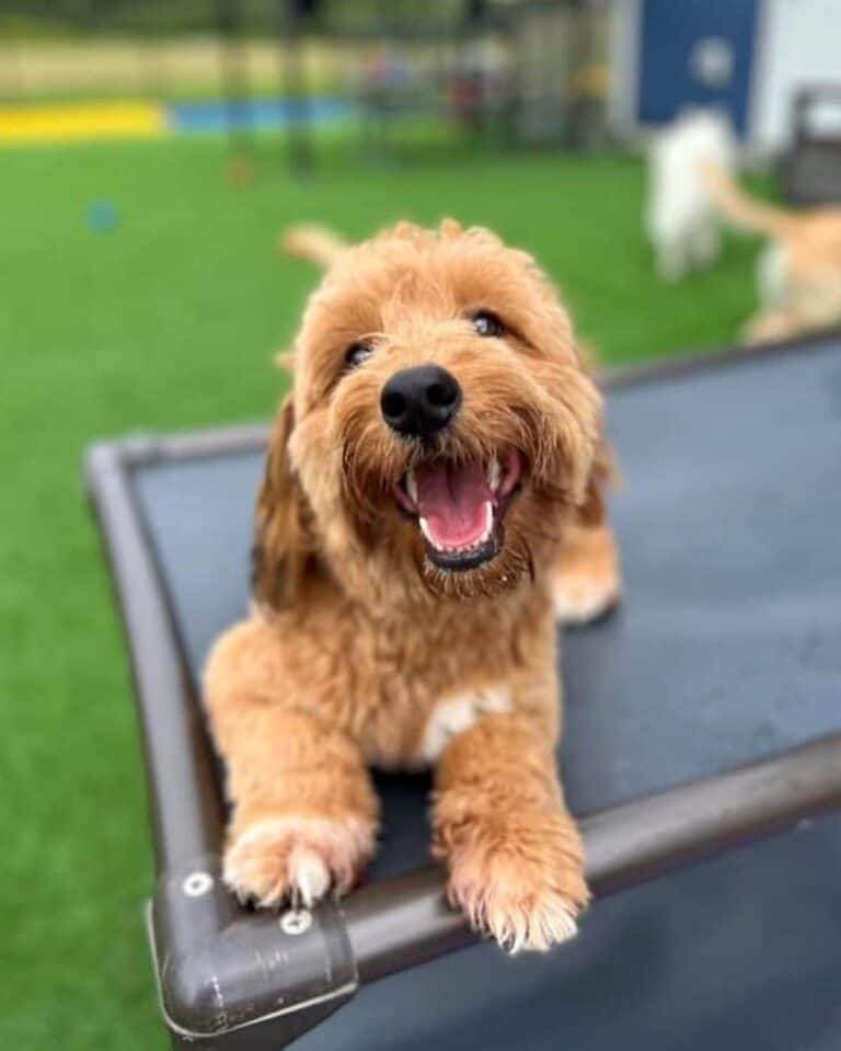 64 Cutest Corgi Mixes You'll Want to Adopt (With Pictures)