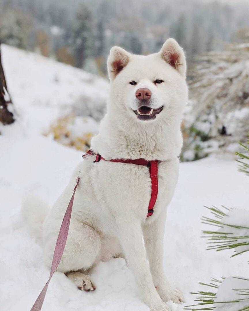 Akita Mixes: 38 Unique Akita Crossbreeds (With Pictures)