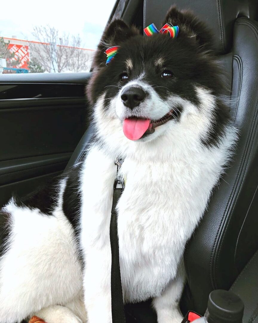 64 Cutest Corgi Mixes You'll Want to Adopt (With Pictures)