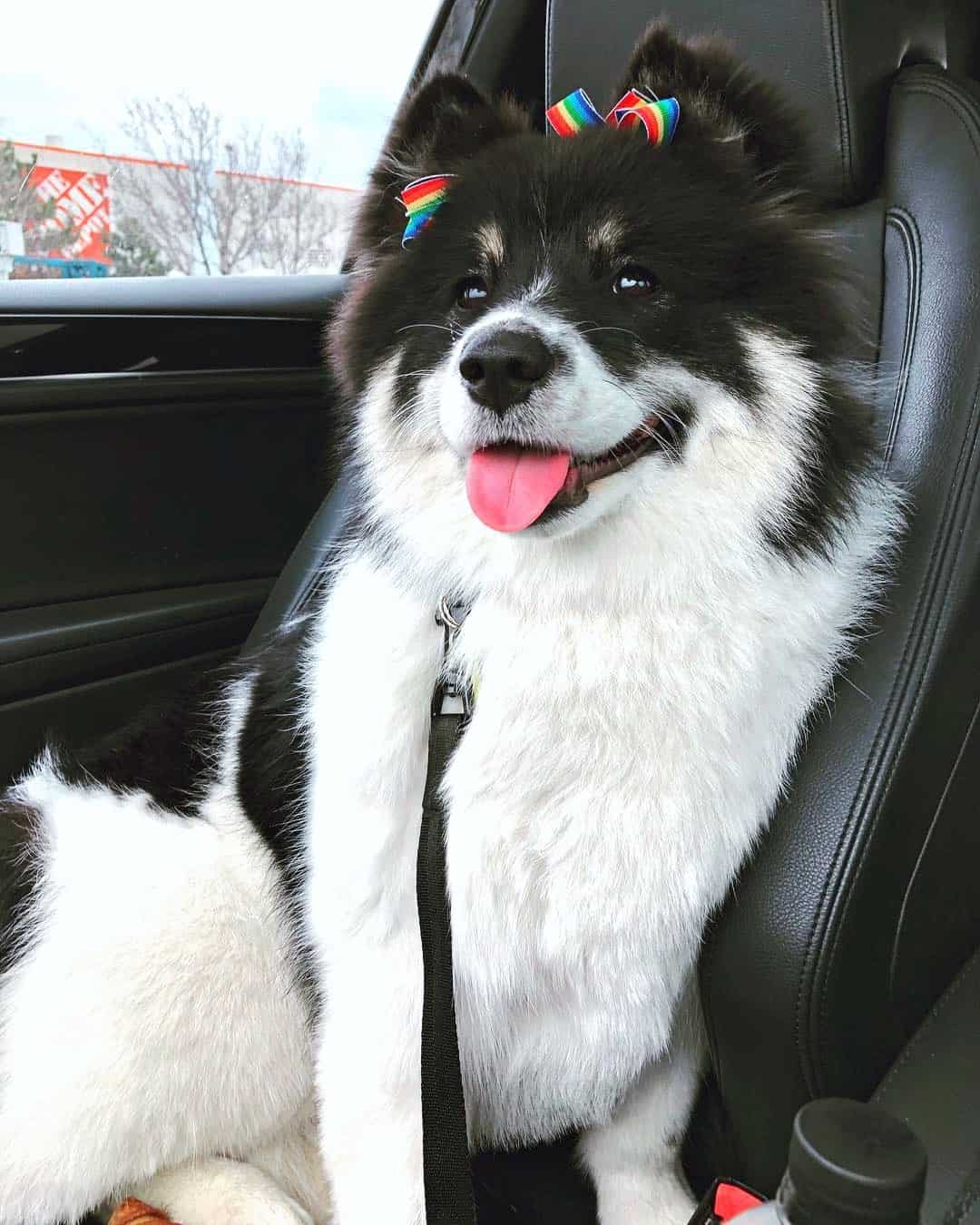 64 Cutest Corgi Mixes You'll Want to Adopt (With Pictures)