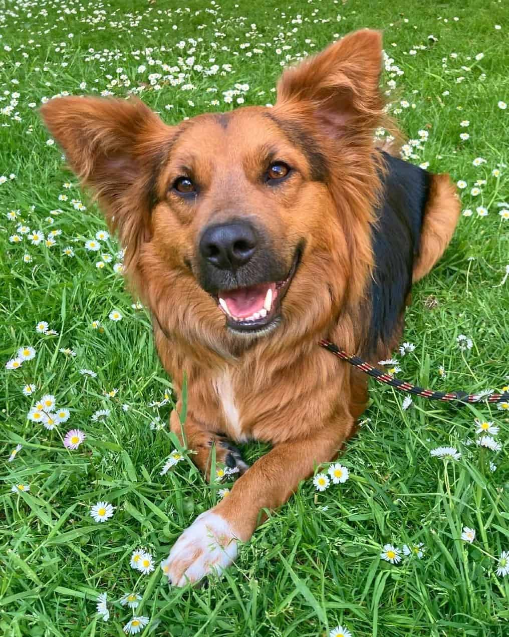 64 Cutest Corgi Mixes You'll Want to Adopt (With Pictures)