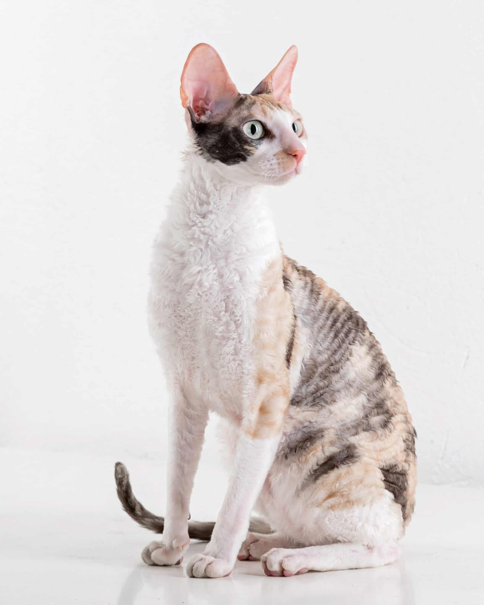 12 Awesome Cat Breeds With Big Noses (With Pictures)