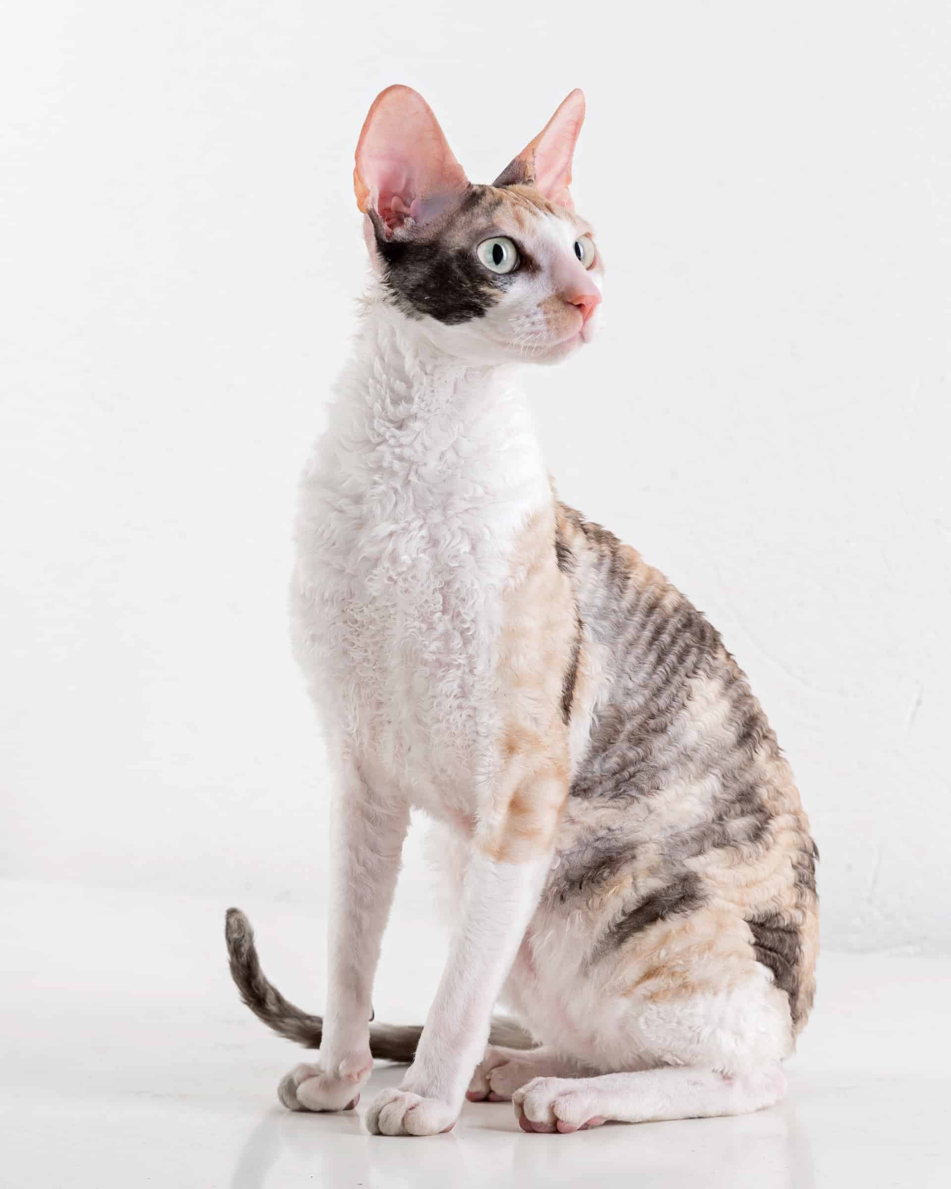 12 Awesome Cat Breeds With Big Noses (With Pictures)