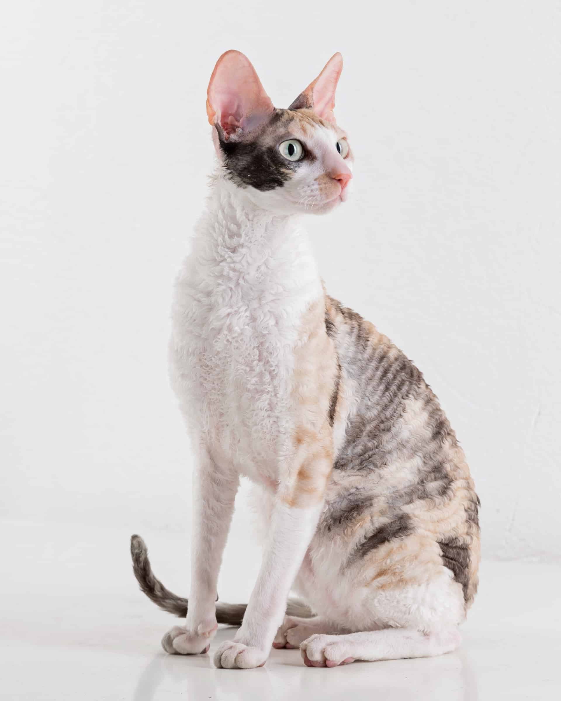 Top 13 Cat Breeds With Very Long Legs (With Pictures & Facts)
