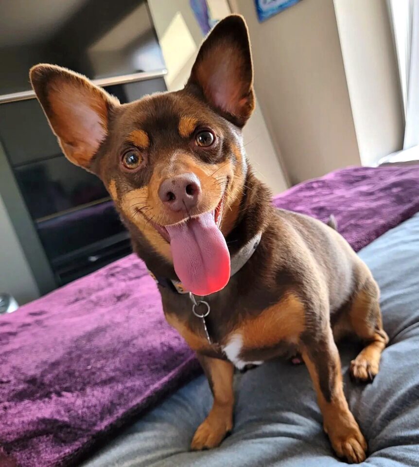 64 Cutest Corgi Mixes You'll Want to Adopt (With Pictures)