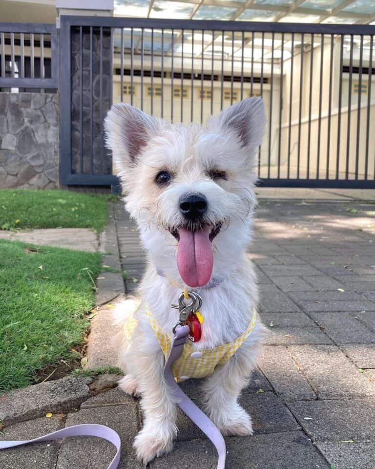 64 Cutest Corgi Mixes You'll Want to Adopt (With Pictures)