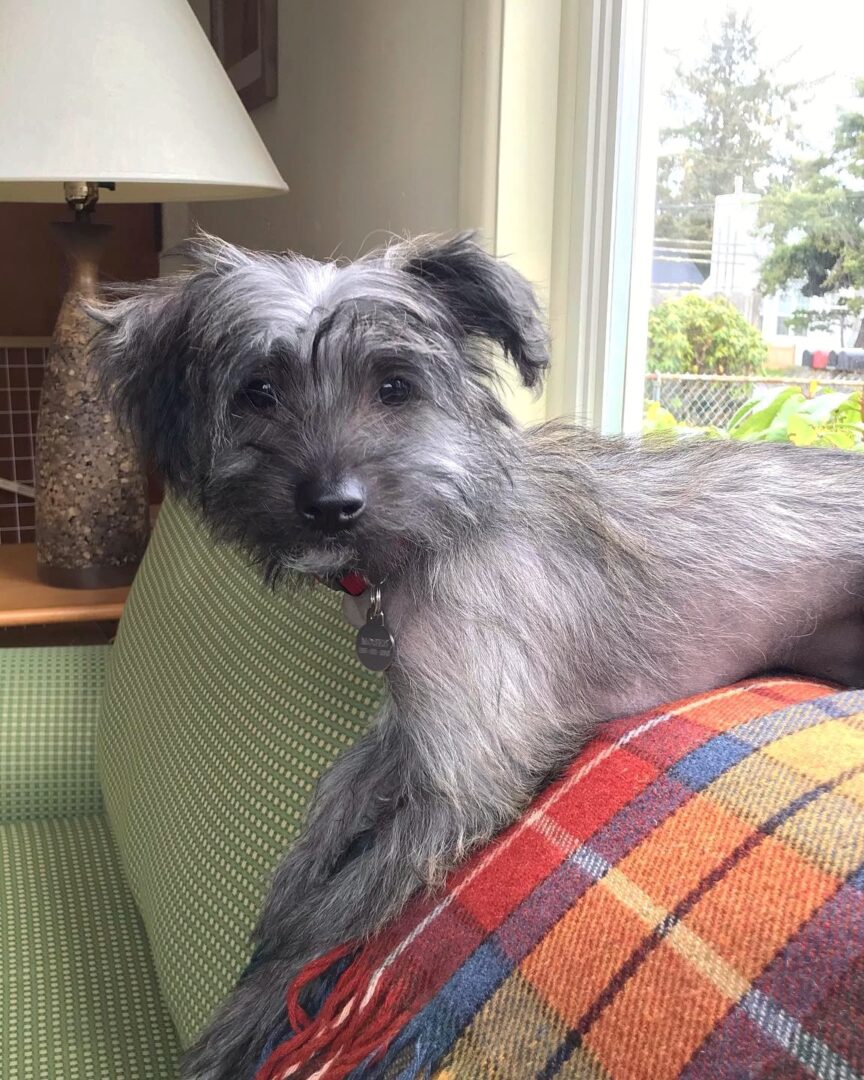 Havanese Mixes: 30 Cutest Havanese Hybrids