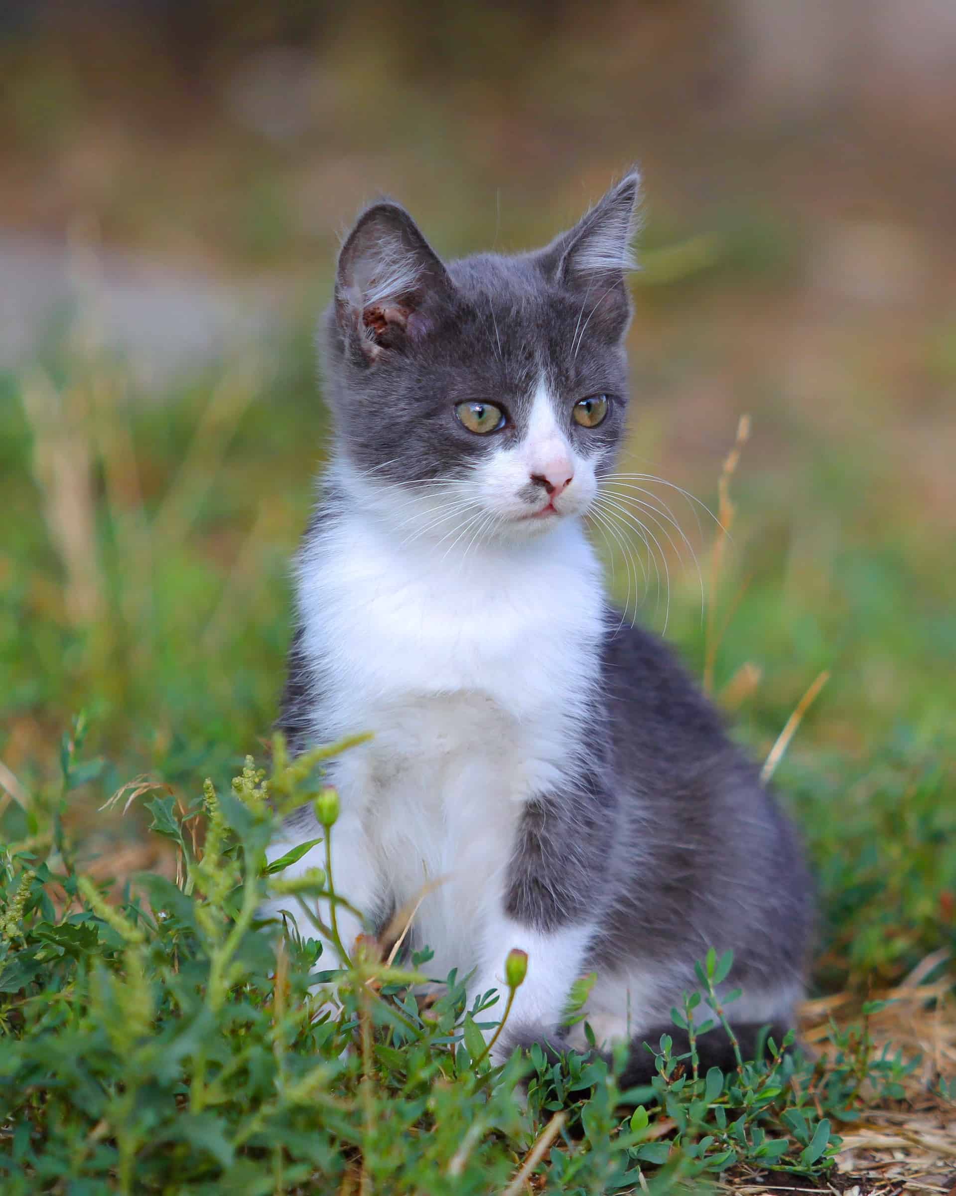 15 Grey and White Cat Breeds You'll Love (With Pictures)