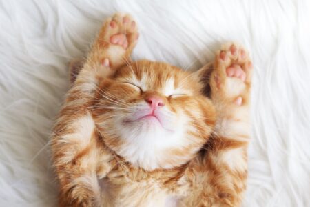 Cat Paw Anatomy, Facts, Care Guide, Pictures, FAQs & More