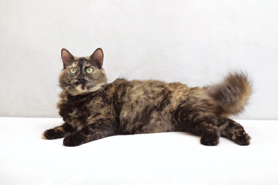 Long Hair Tortoiseshell Cat: Facts, Pictures, Genetics & FAQs