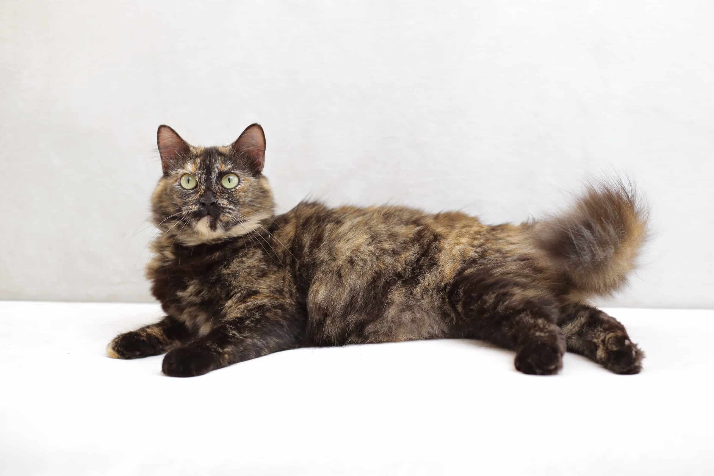 Long Hair Tortoiseshell Cat: Facts, Pictures, Genetics & FAQs