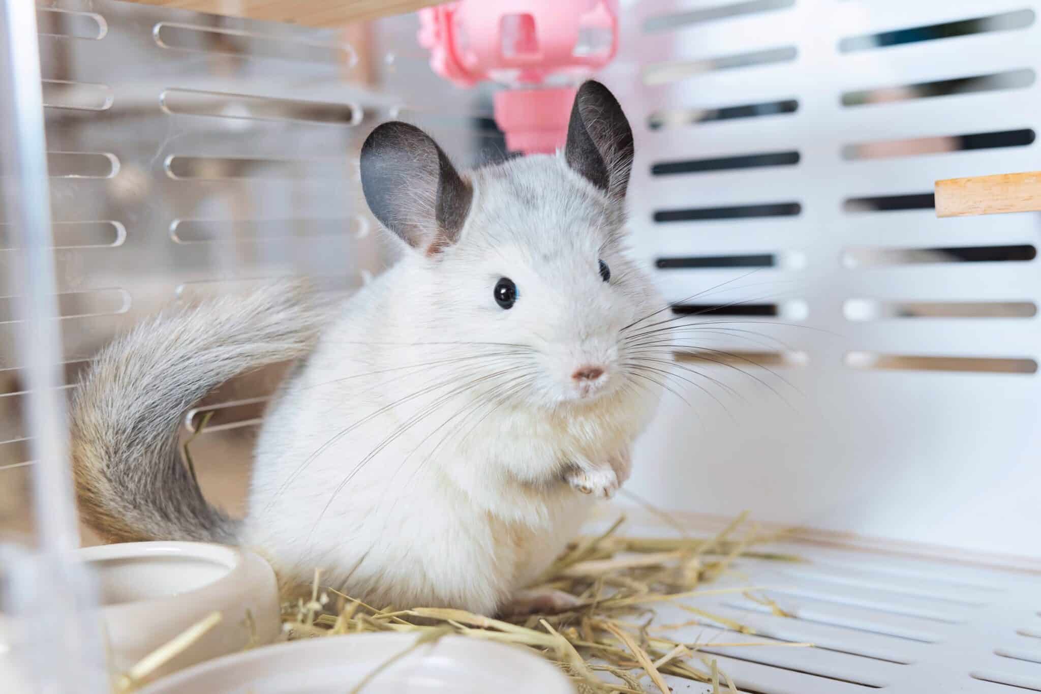 White Chinchilla: Facts, Pictures, Genetics & Health Issues