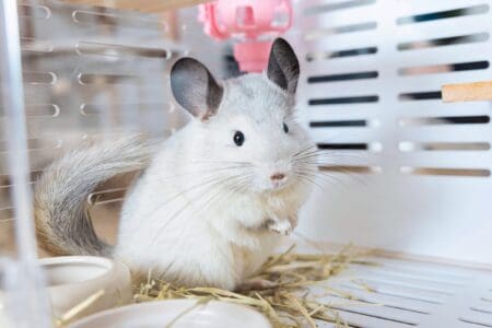 White Chinchilla: Facts, Pictures, Genetics & Health Issues