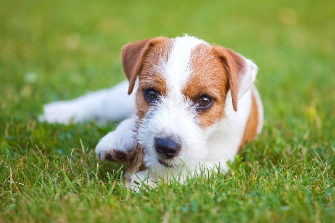 Dog Cobbing: 15 Reasons Behind the Behavior & What to Do