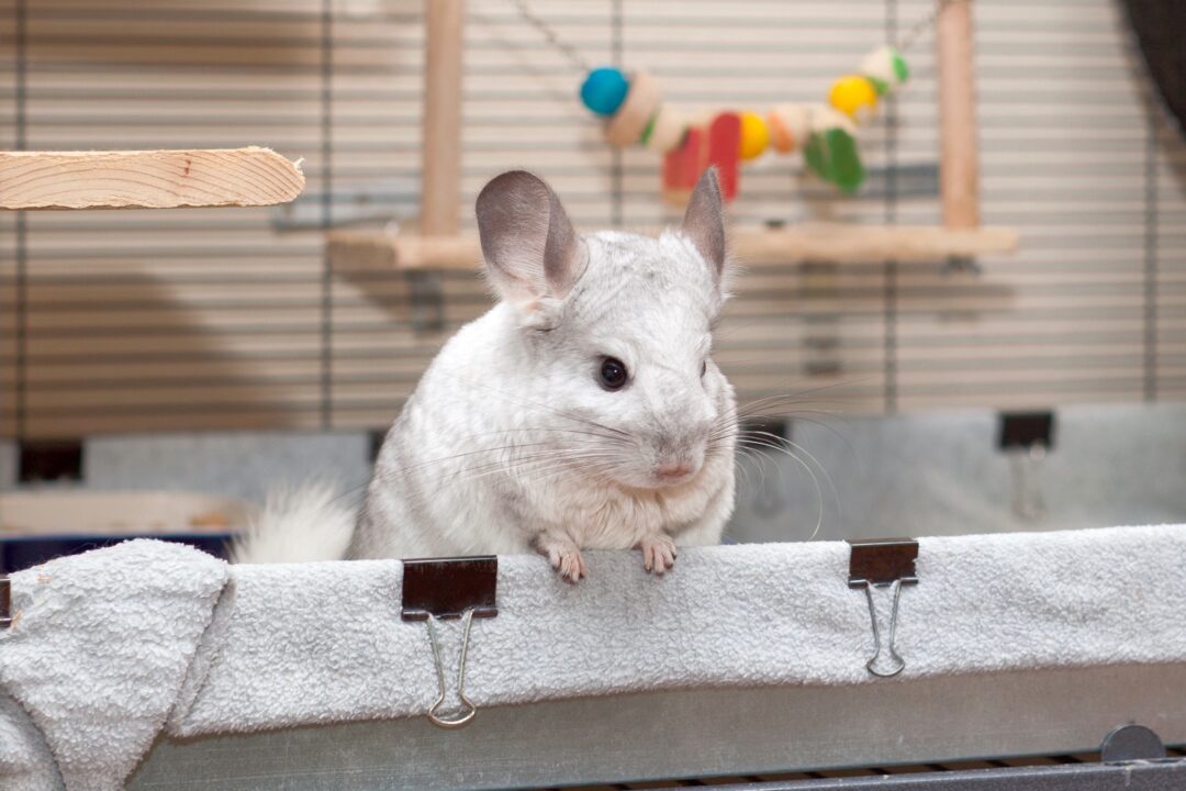 White Chinchilla: Facts, Pictures, Genetics & Health Issues
