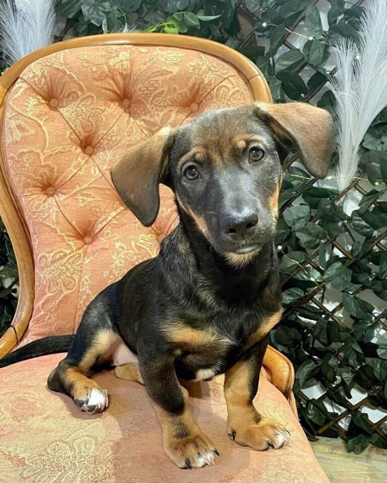 Akita Mixes: 38 Unique Akita Crossbreeds (With Pictures)