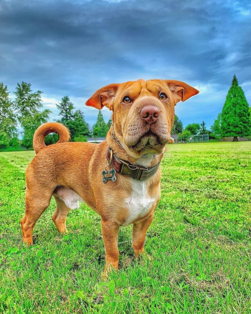 37 Interesting Shar-Pei Mixes You Must See (With Pictures)